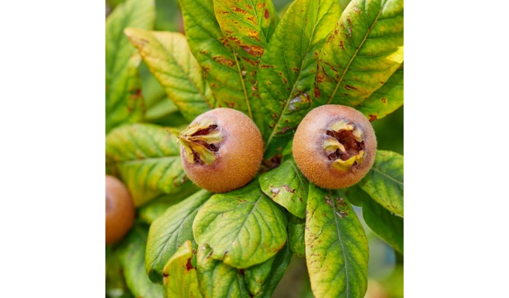 Muşmula Fidanı ile İlgili Sık Sorulan Sorular