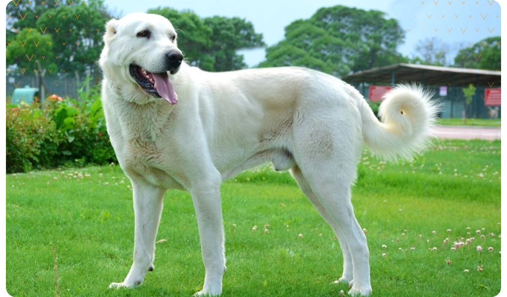Akbaş Köpek Irkı Özellikler ve Bakımı