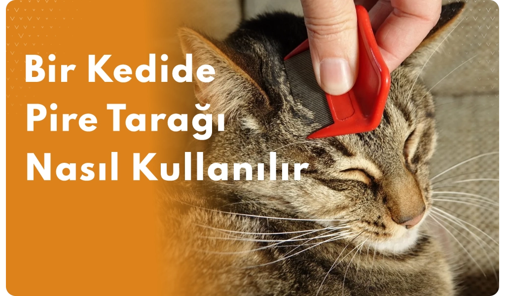 Bir Kedide Pire Tarağı Nasıl Kullanılır