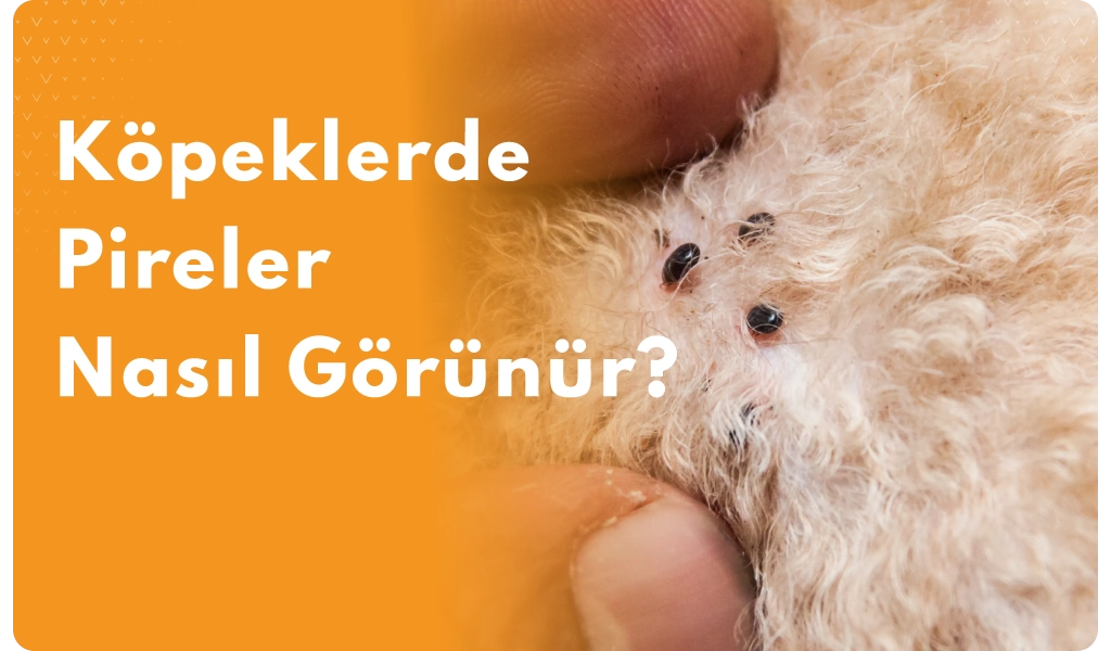 Köpeklerde Pireler Nasıl Görünür? Köpeğimde Pire Var Mı?