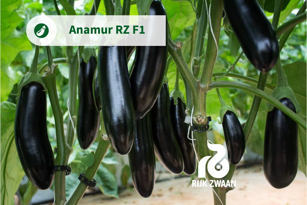 Anamur Rz F1 Patlıcan Fidesi-Starfide.com