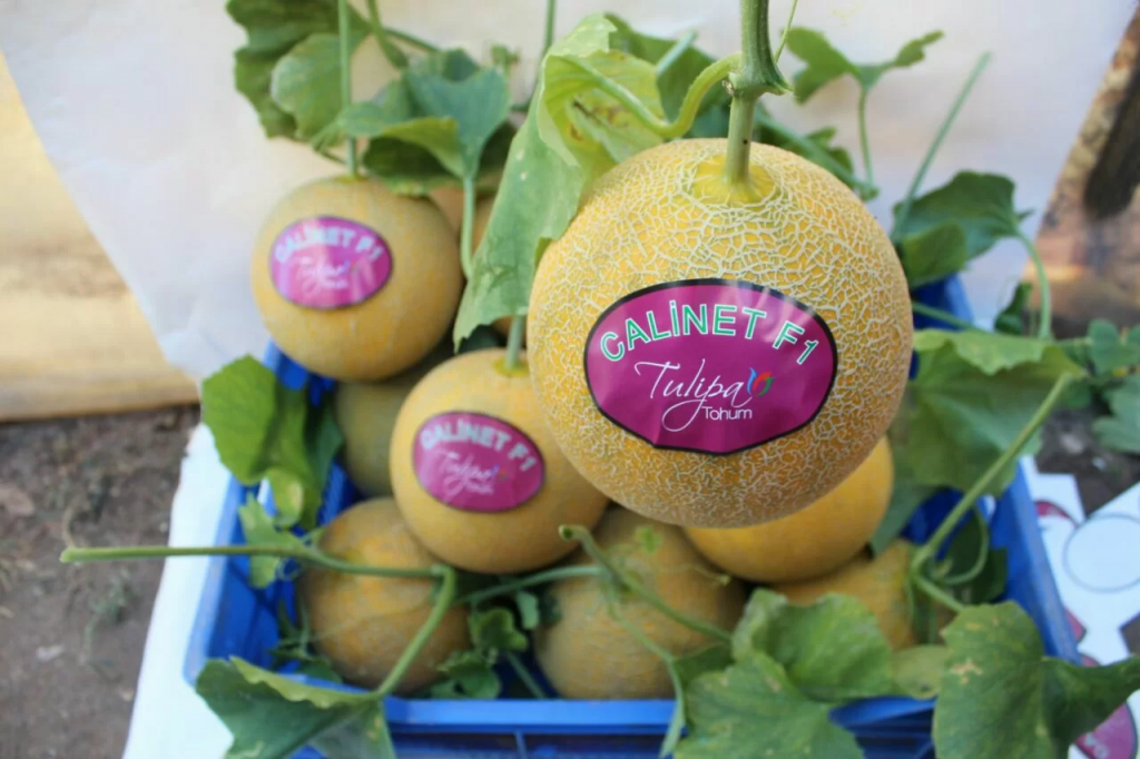 Calinet F1 Kavun Fidesi | StarFide.com' da | Tıkla AL!