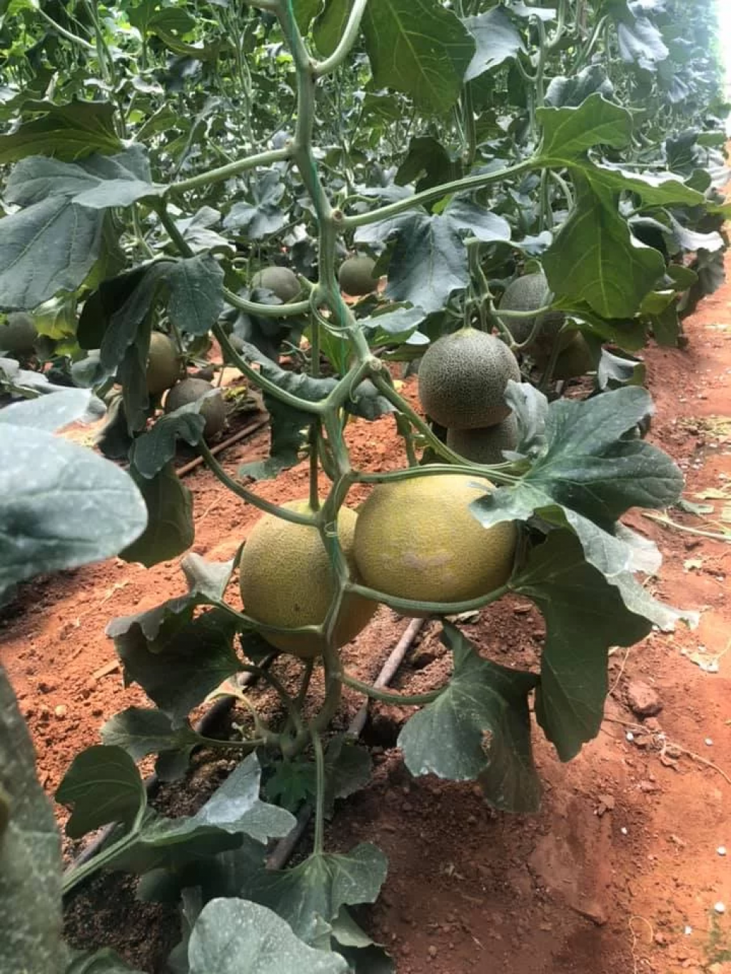 Calinet F1 Kavun Fidesi | StarFide.com' da | Tıkla AL!