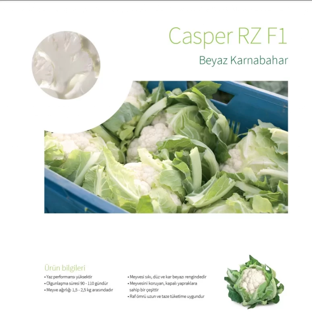 Casper RZ F1 Karnabahar Fidesi | StarFide.com