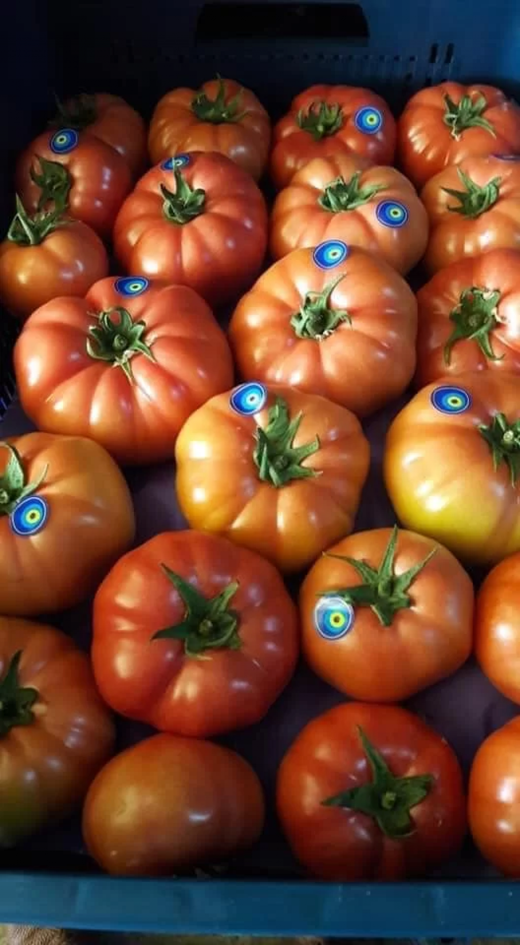 Yadigar F1 | Pembe Domates Fidesi Çeşitleri Starfide.com' da!