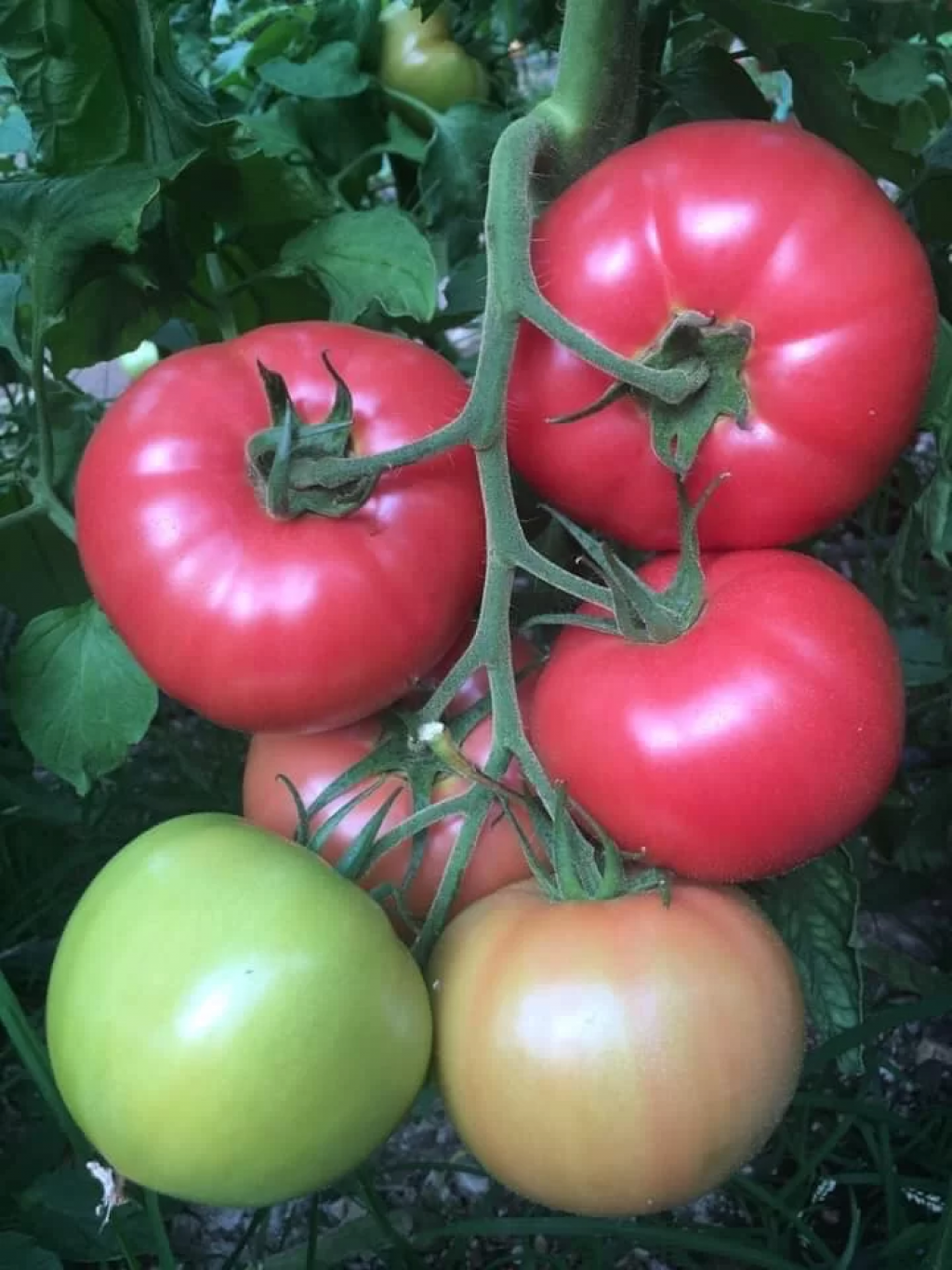 Yadigar F1 | Pembe Domates Fidesi Çeşitleri Starfide.com' da!