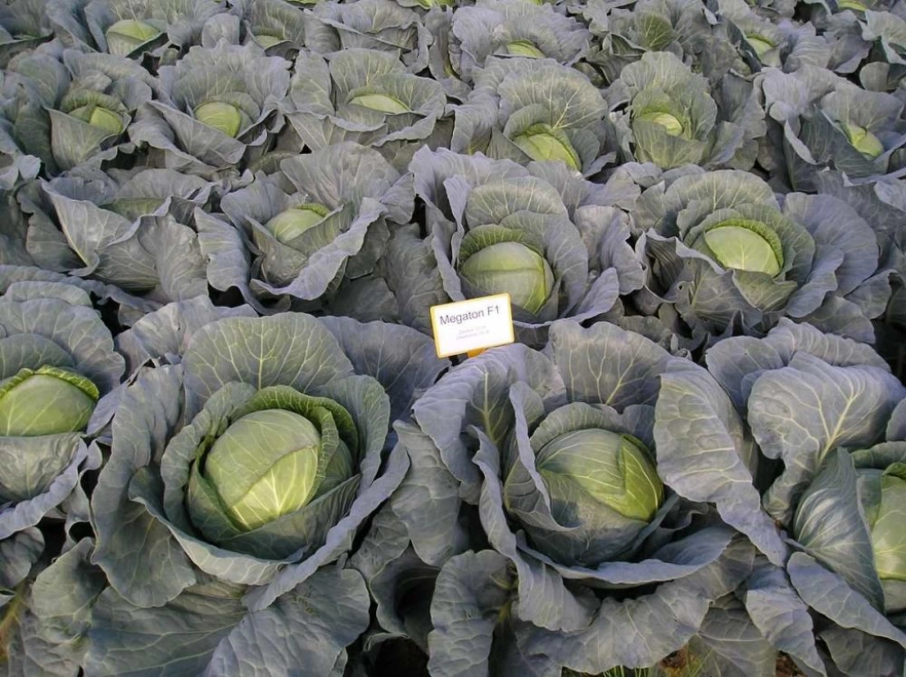 Megaton F1 | Beyaz Lahana Fidesi Çeşitleri Starfide.com' da!