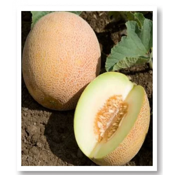 Ananas Kavun Fidesi-Starfide.com