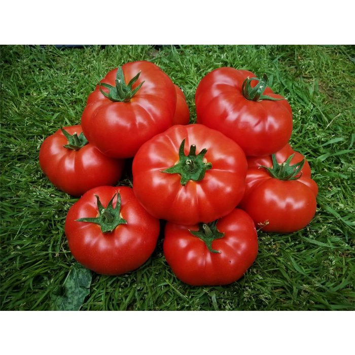 Bufalo F1 Beef Domates Fidesi