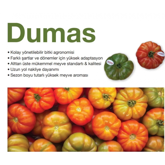 Dumas F1 | Köy Domatesi Fideleri StarFide.com' da!