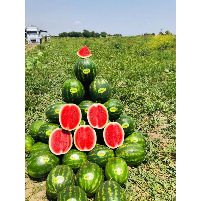 Peykan F1 Karpuz Fidesi Starfide.com' da!