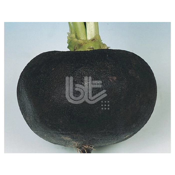 Siyah İri Turp Tohumu Starfide.com' da!