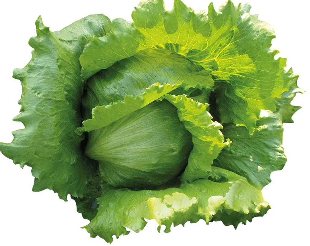 Bombola İceberg Marul Fidesi | Hemen Tıkla AL! | StarFide.com