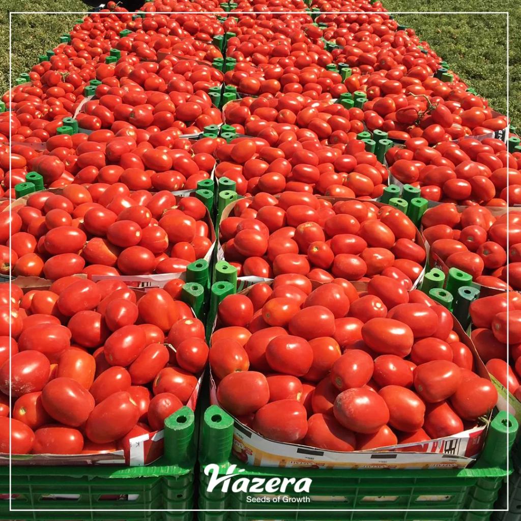 Kamenta F1 | Salçalık Domates Fidesi Çeşitleri Starfide.com' da!