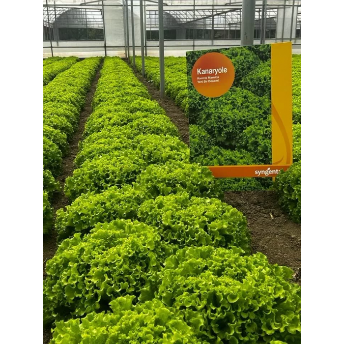 Kanaryole Marul | Marul Fide Çeşitleri Starfide.com' da!