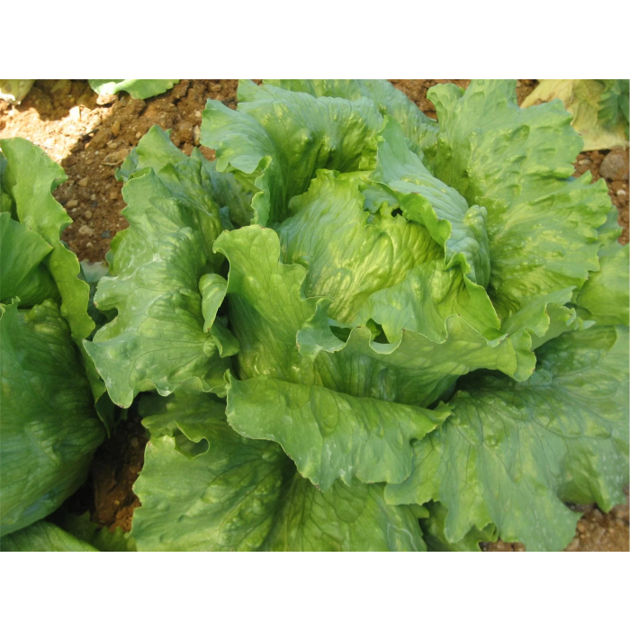 Robinson İceberg Marul Fidesi