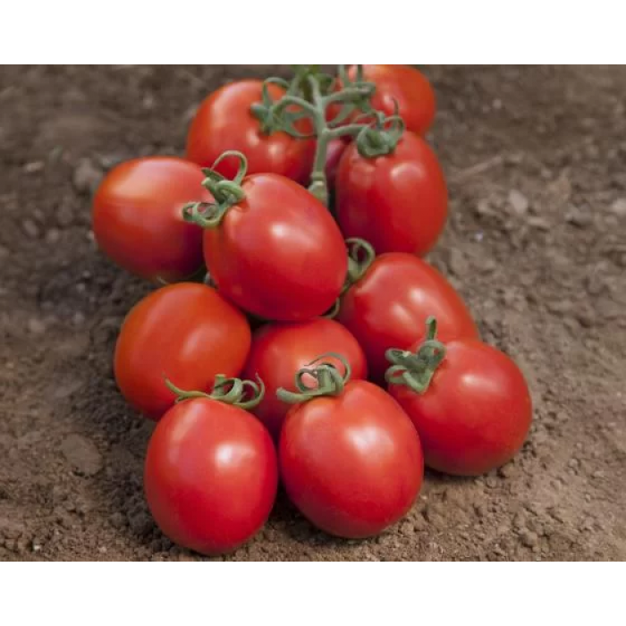 Toro F1 | Salçalık Domates Fidesi Çeşitleri Starfide.com' da!