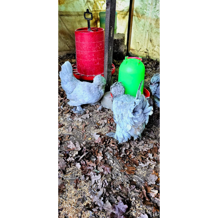 Kuluçkalık Yumurta-Lavanta Sultan Tavuğu Yumurtası 12 adet