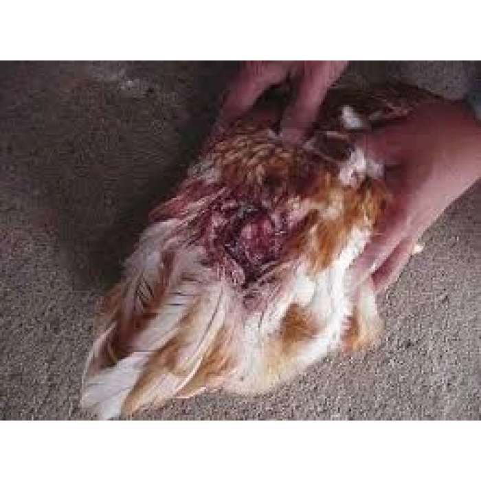 Mavi Deri Sprey, Yaralar için hızlı iyileştiren Antiseptik - 200ml