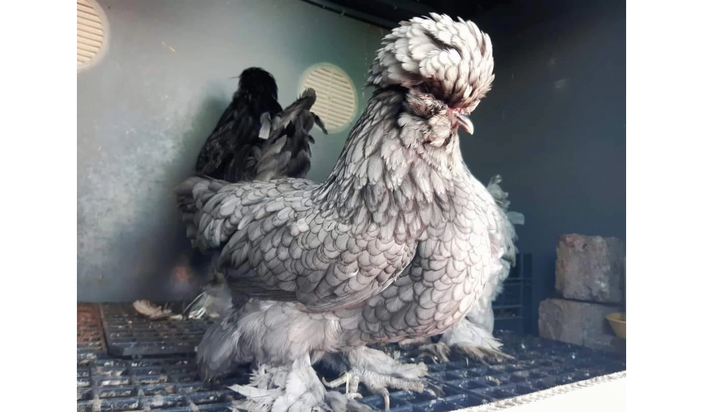 Mavi Sultan Tavuğu Başarımız. Türkiye'nin İlk yeni Renk Kuruluna Çıkan ...